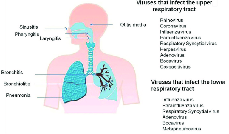 Viral Respiratory Infections – georgiaemsacademy.com